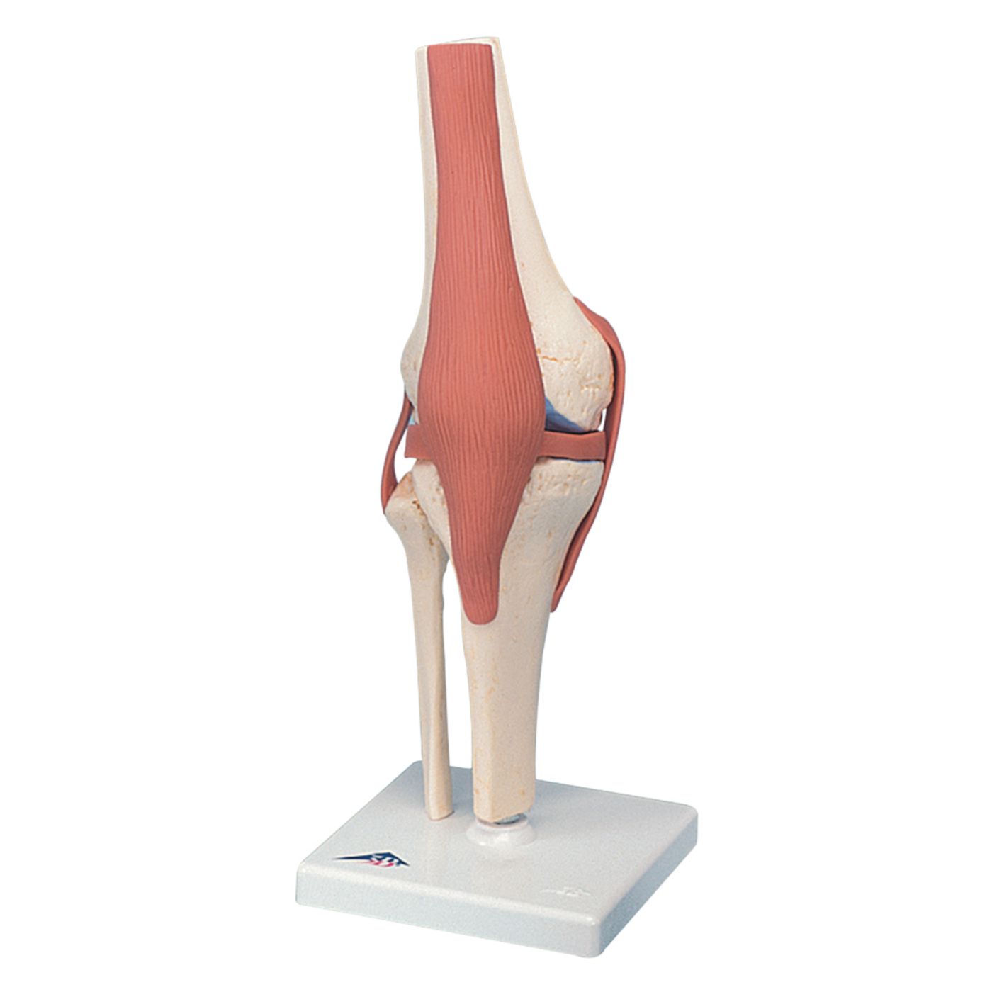 Functional Anatomy Of The Knee Functional Anatomy Of The Knee Joint By